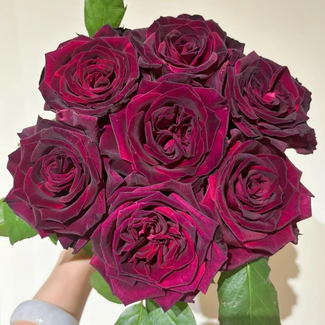 Black Perfumella Rose Plant Bare Root Rose - Fragrant Black Perfumella ...