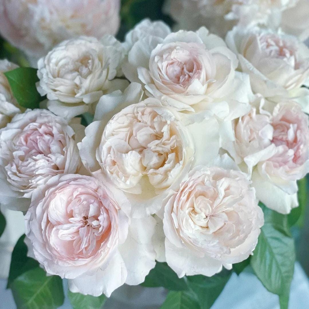 Roxanne Rose Live Perennial Rose Plant for Garden Ready to Plant ...