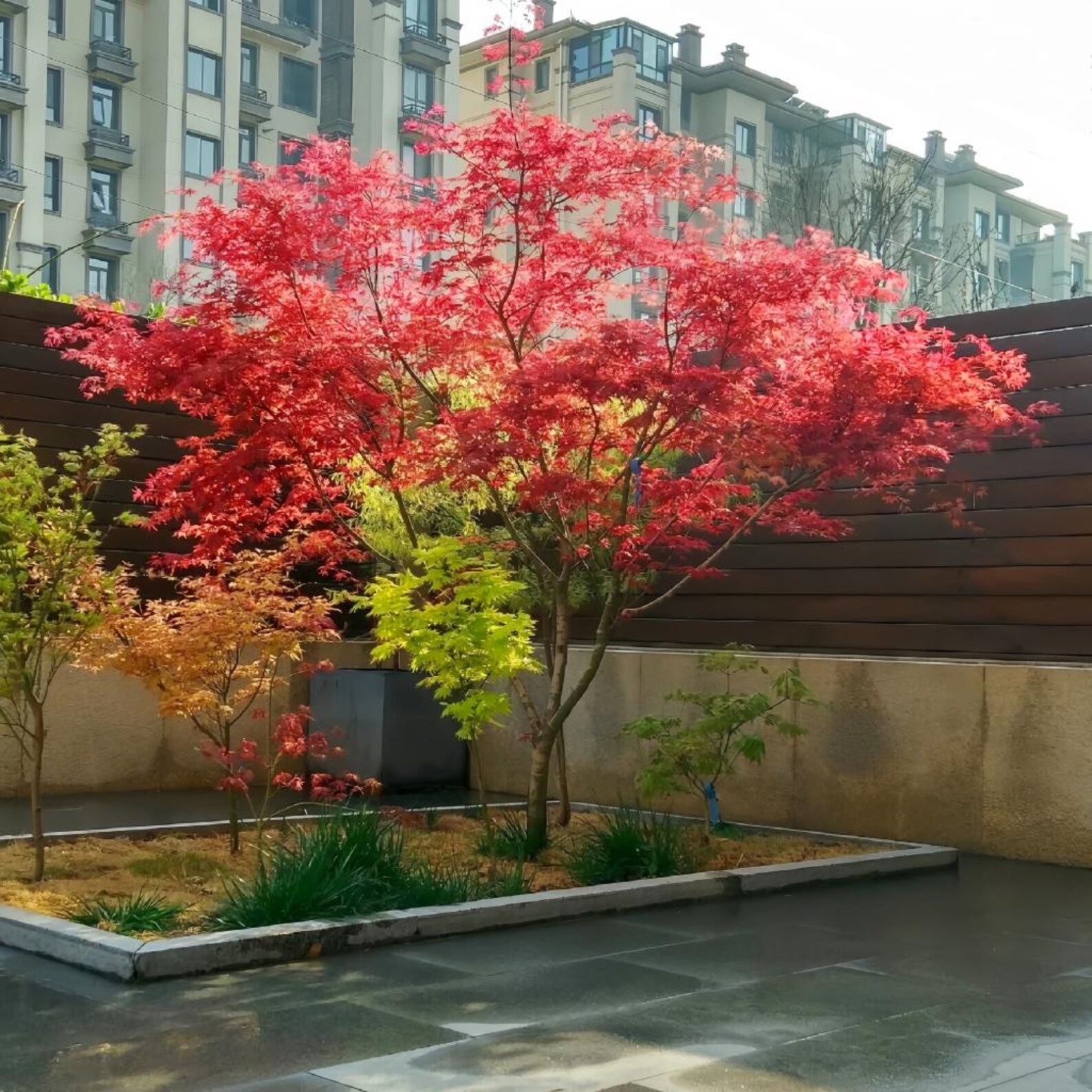 Japanese Maple Red Dancer - Etsy