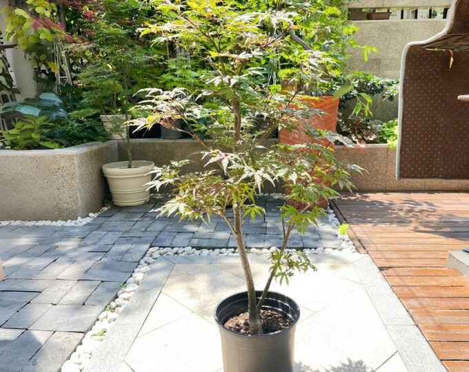 Purple Ghost Japanese Maple Tree, Rare Lavender Foliage, Stunning Year ...
