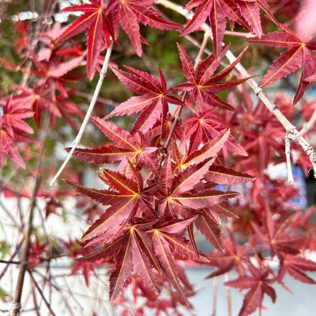 Japanese Maple Red Dancer - Etsy