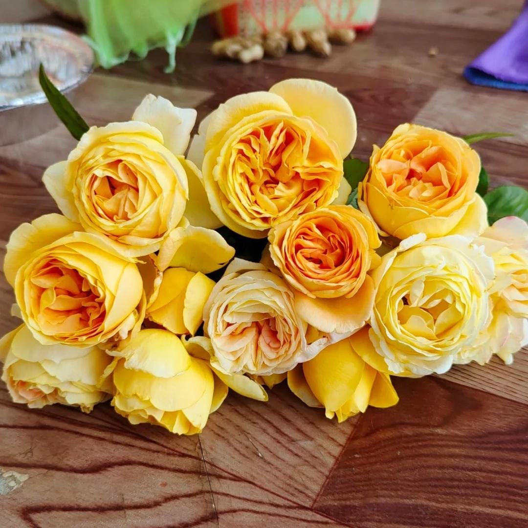 Candlelight Rose Plant Bare Root Rose | Hardy Garden Rose Bush ...
