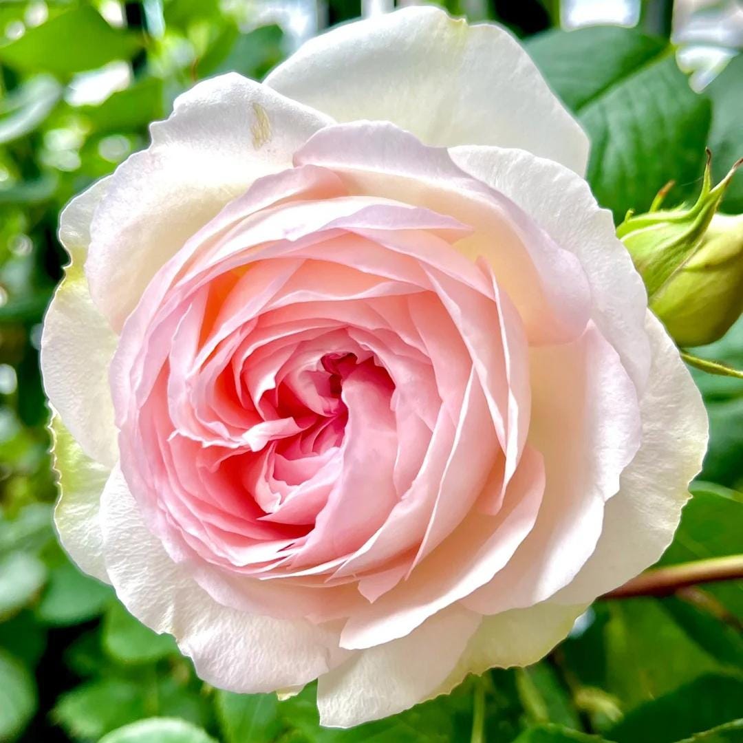 Roxanne Rose Live Perennial Rose Plant for Garden Ready to Plant ...