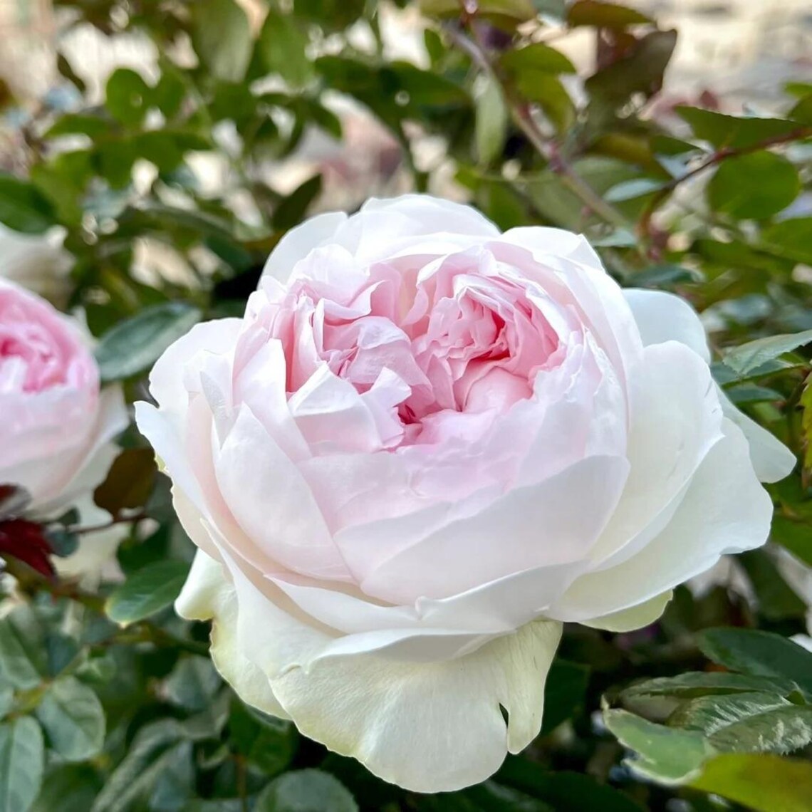 Roxanne Rose Live Perennial Rose Plant for Garden Ready to Plant ...