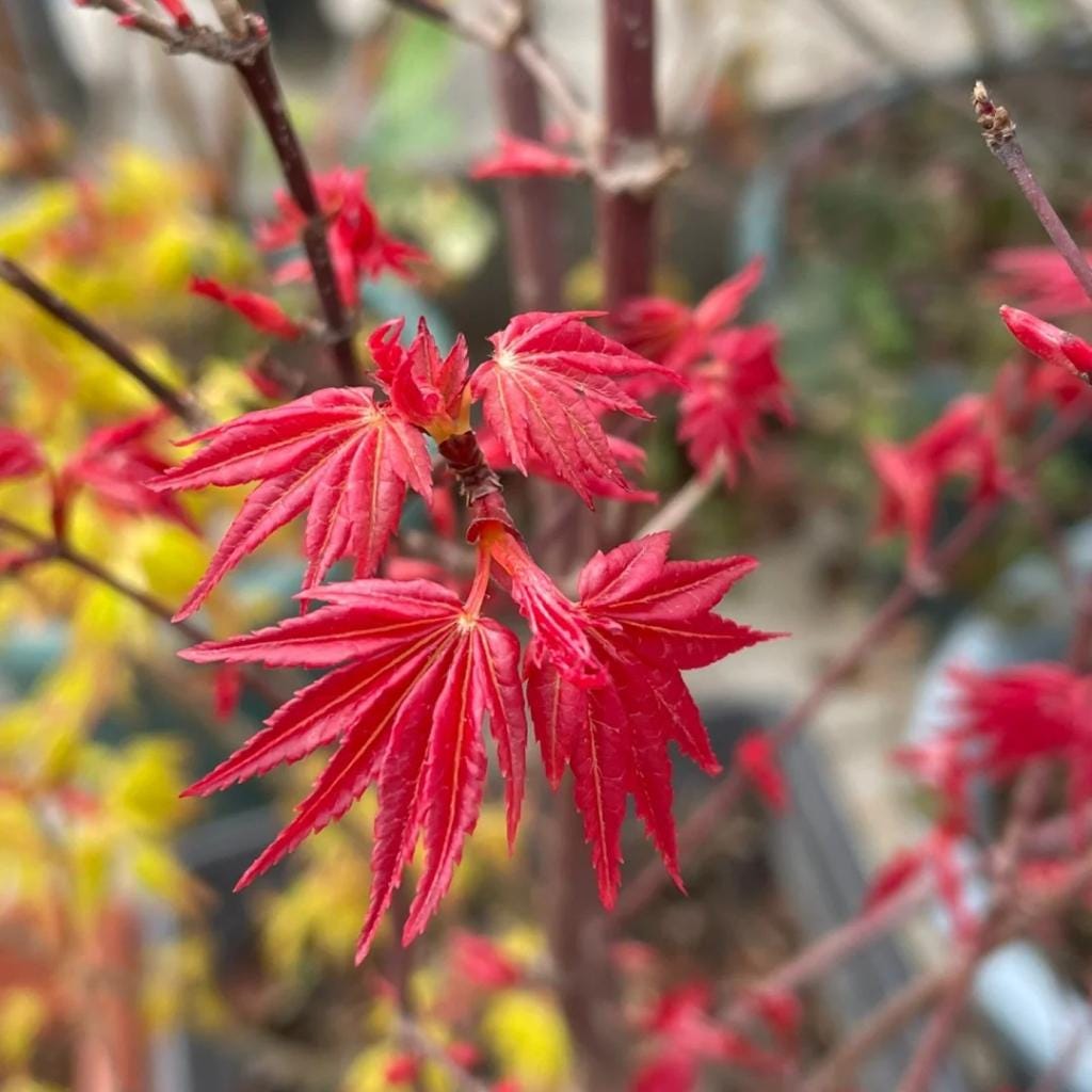 Japanese Maple Red Dancer - Etsy
