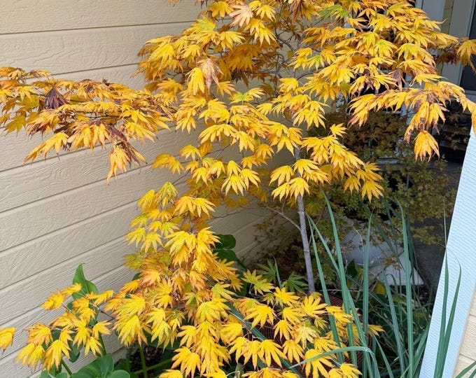 Johin Full Moon Japanese Maple, Rare Live Tree for Zen Gardens ...