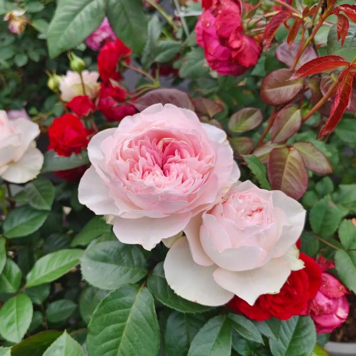 Roxanne Rose Live Perennial Rose Plant for Garden Ready to Plant ...
