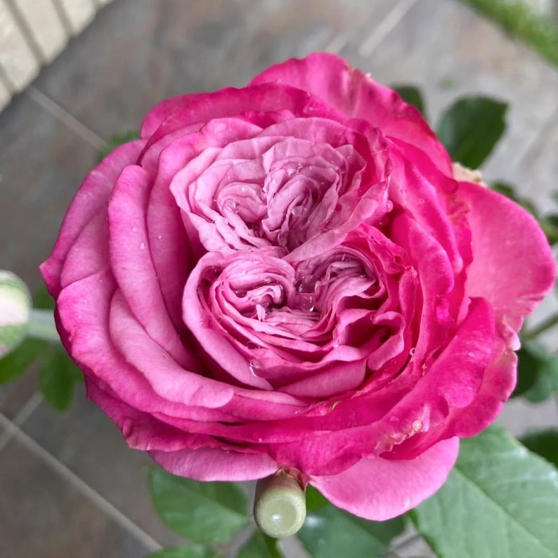 Country Blues Rose Plant Bare Root Rose Bush for Planting Heirloom ...
