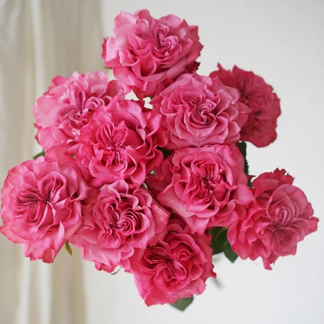 Country Blues Rose Plant Bare Root Rose Bush for Planting Heirloom ...