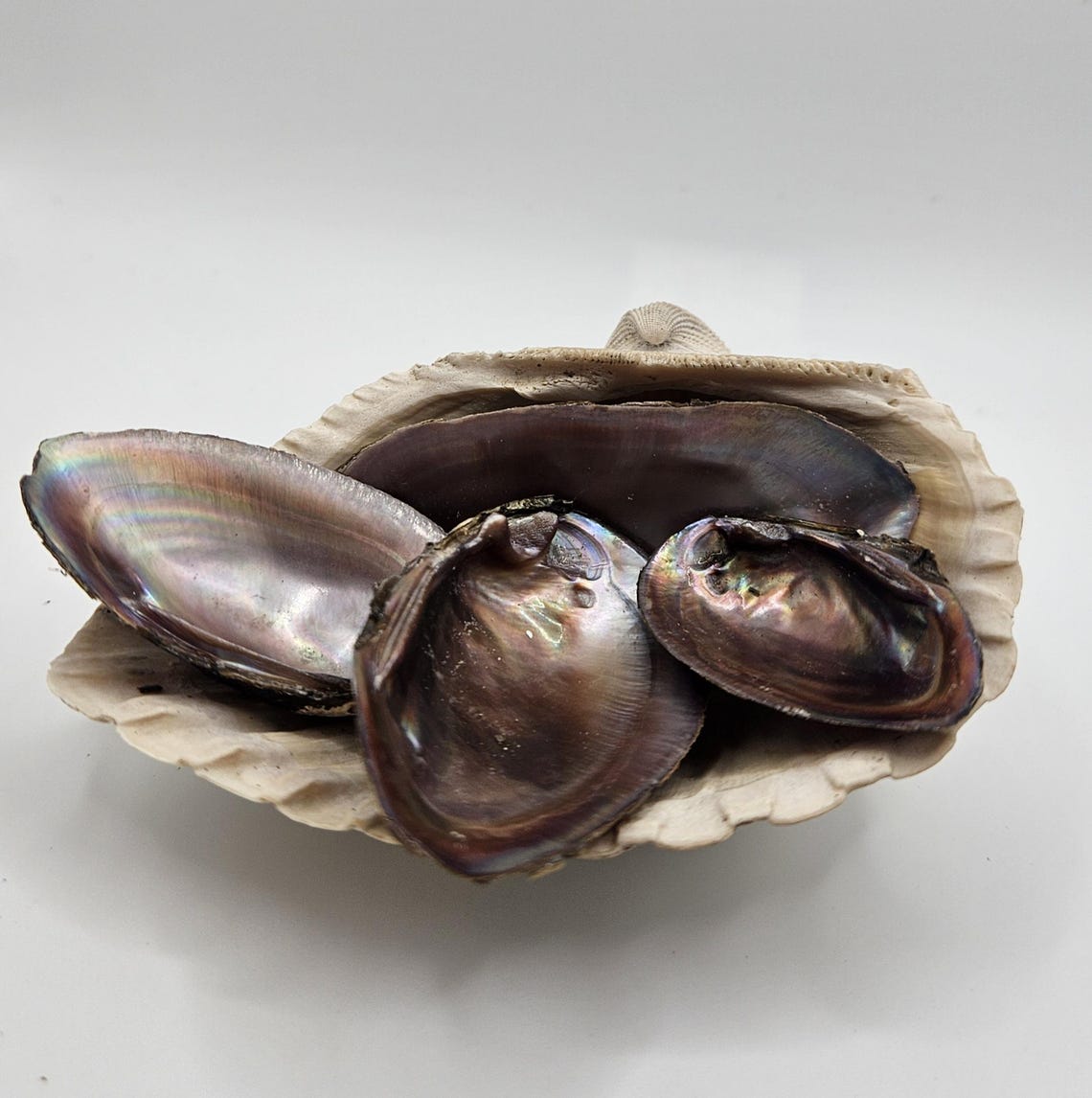 Mother of Pearl ~ Freshwater Mussel Shells ~ Craft Shells ~ Beautiful ...