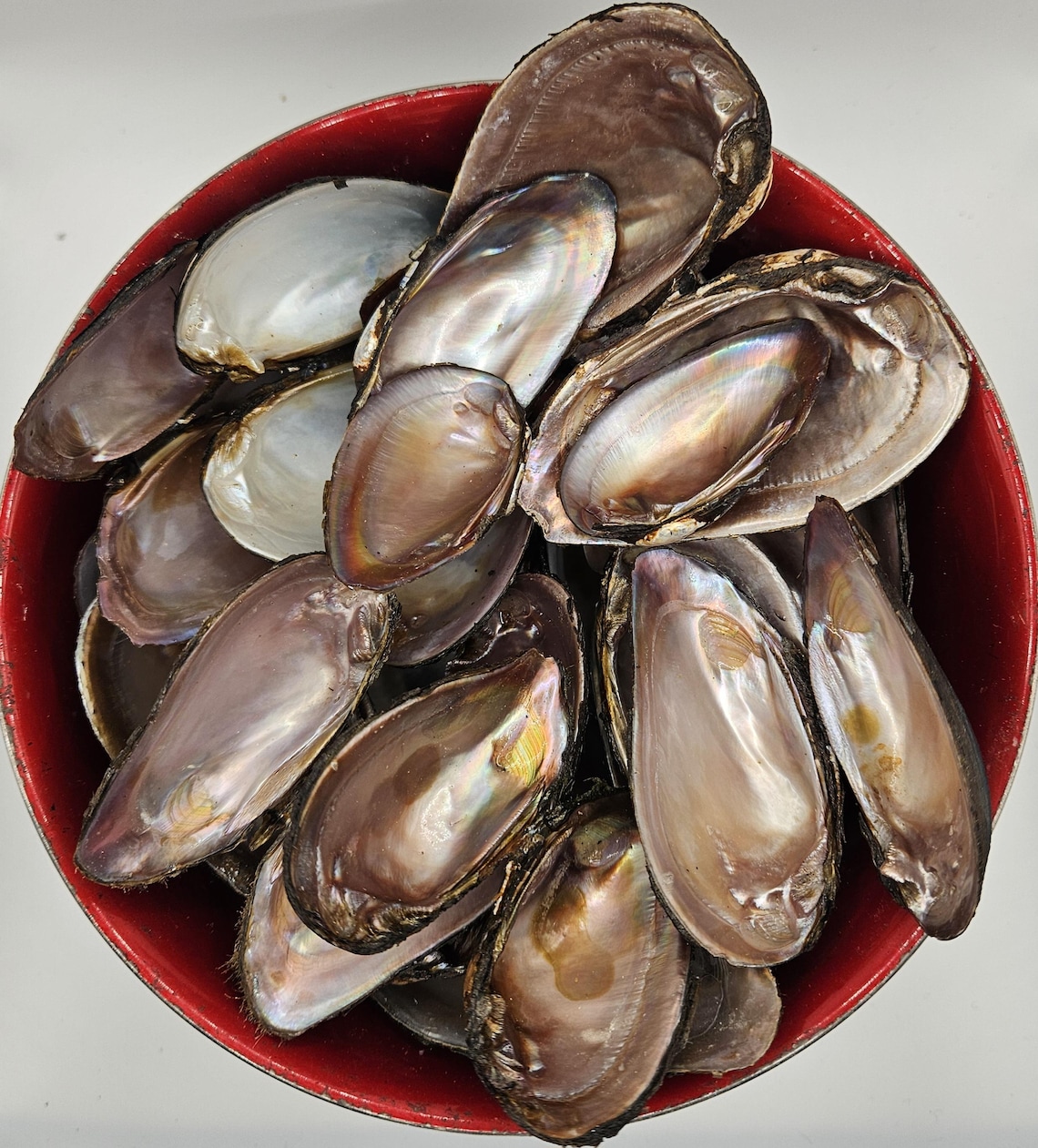 Mother of Pearl ~ Freshwater Mussel Shells ~ Craft Shells ~ Beautiful ...