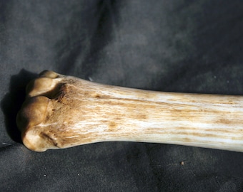 Deer leg bone | Etsy