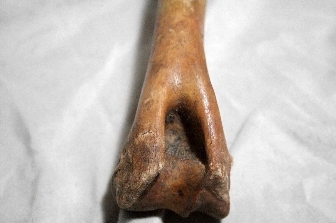 Domestic Pig Humerus Bone: 7.75 Nature Cleaned | Etsy