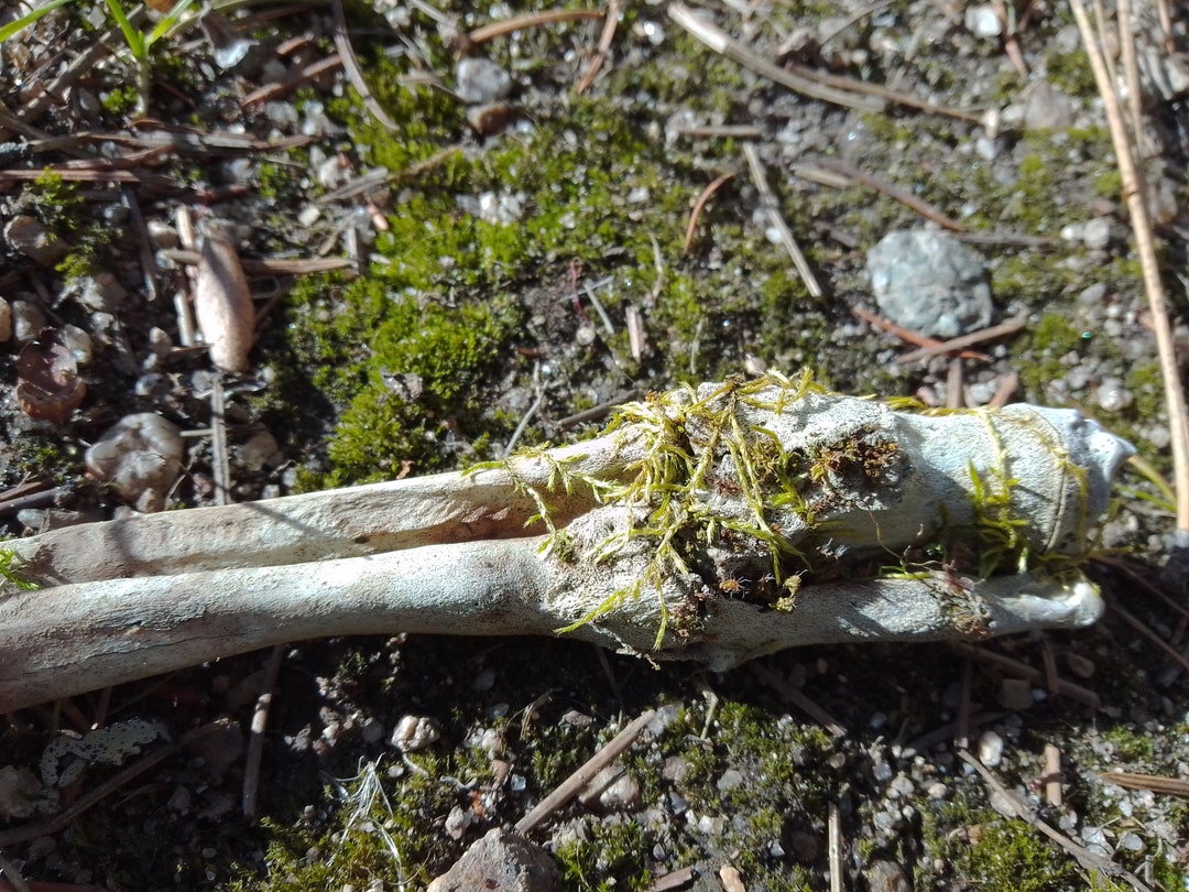 Unique Mossy Coyote Leg Bones: 6", Deformed - Nature Cleaned, Real ...