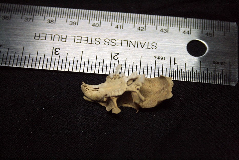 Prairie Dog Skull Teeth Real Bone Grade C | Etsy