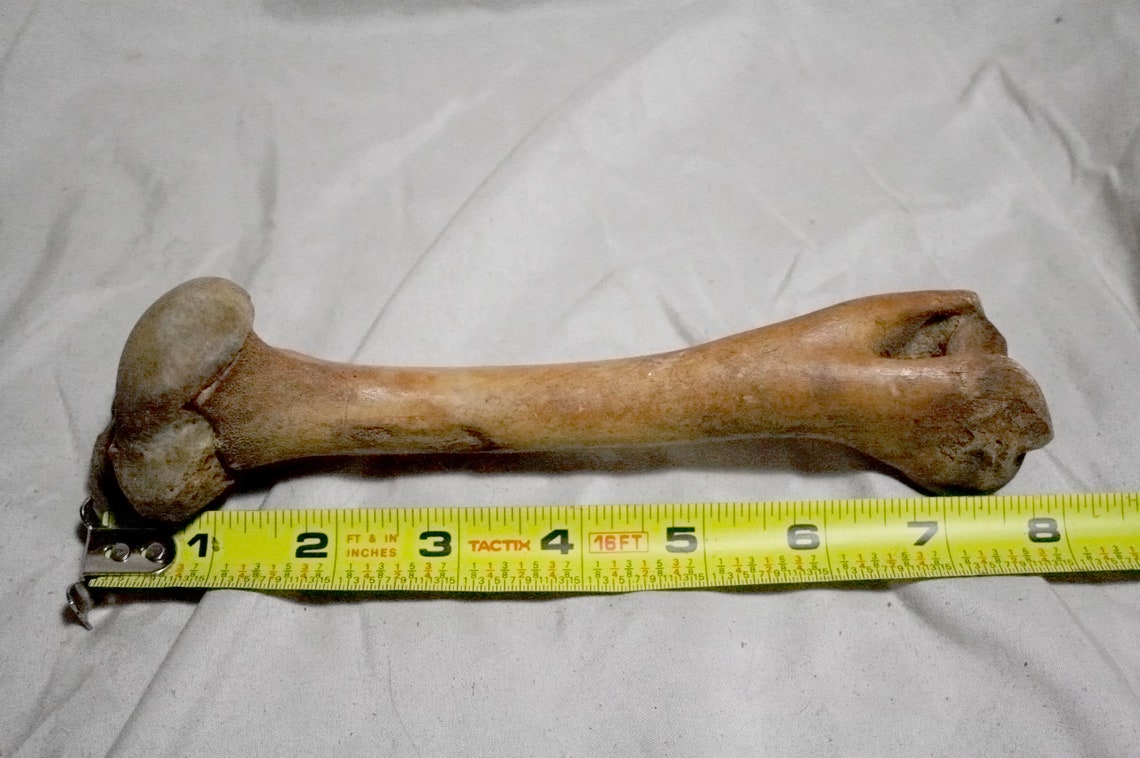 Domestic Pig Humerus Bone: 7.75 Nature Cleaned | Etsy