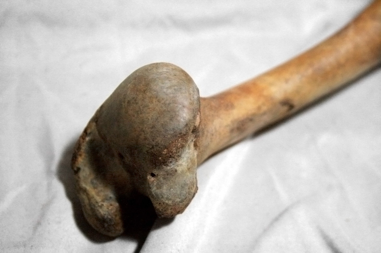 Domestic Pig Humerus Bone: 7.75 Nature Cleaned | Etsy