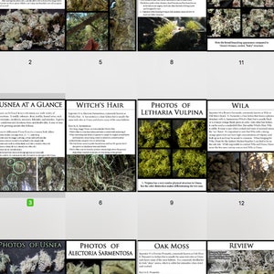 Identifying Usnea: Forage for Usnea With Confidence 30 Color Photos of ...