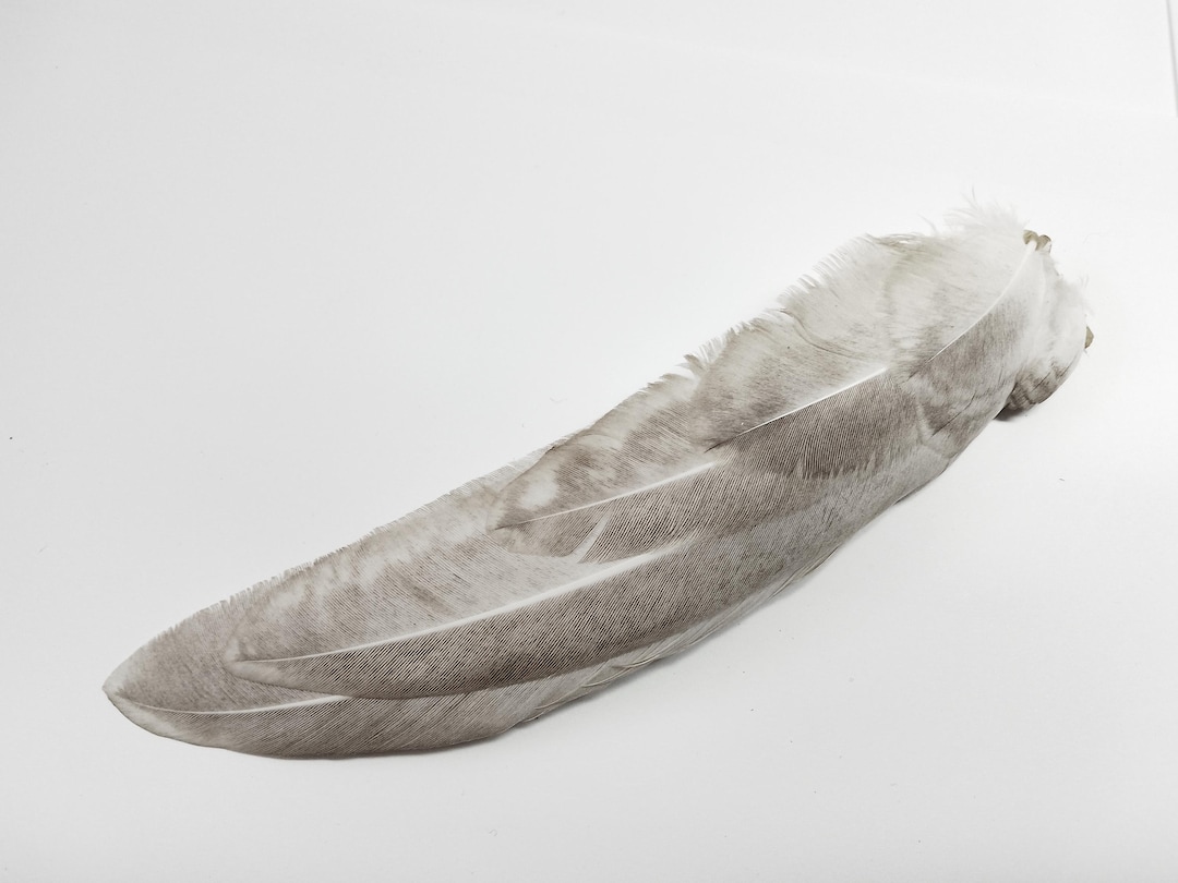 X1 Turkey Wing Covert Feather Set, 6.25": Domestic Heritage Turkey ...