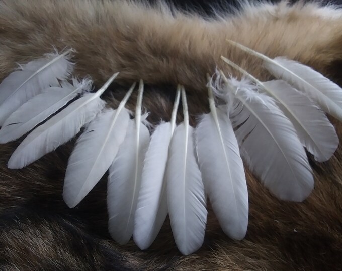 X16 Wing Covert Feathers, 3 - 5.5": Domestic Heritage Turkey, Feathers ...
