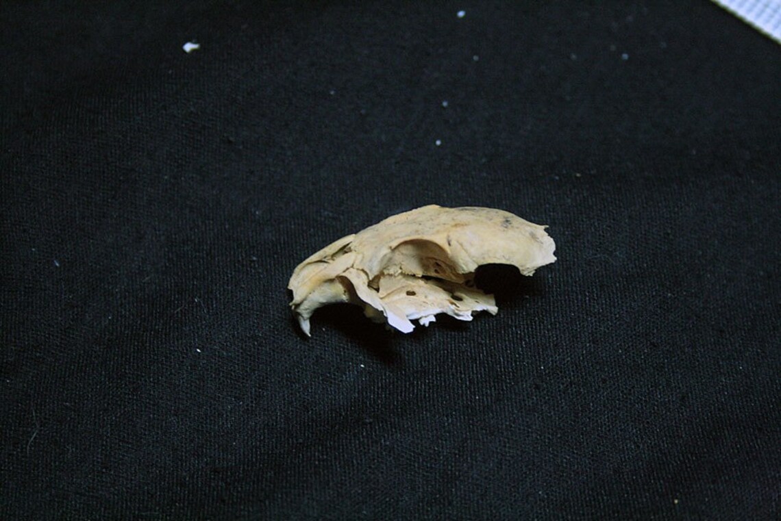 Prairie Dog Skull Teeth Real Bone Grade C | Etsy