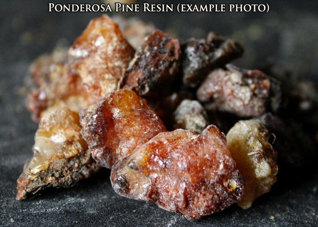2oz. 60g Hard Ponderosa Pine Tree Resin Naturally Cured, Raw, Organic ...