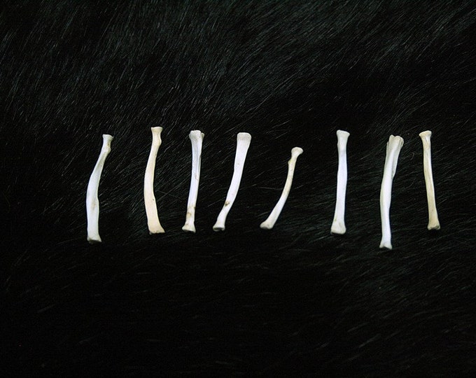 Lot of 4 Ground Squirrel Radius Bones Real Leg Bones, Taxidermy Grade A ...