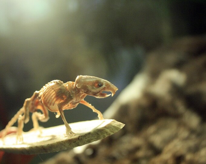 SALE Real Taxidermy Mount Running Mouse Skeleton Preserved Articulated ...