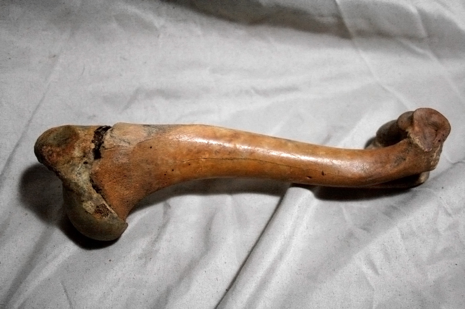 Domestic Pig Humerus Bone: 7.75 Nature Cleaned | Etsy