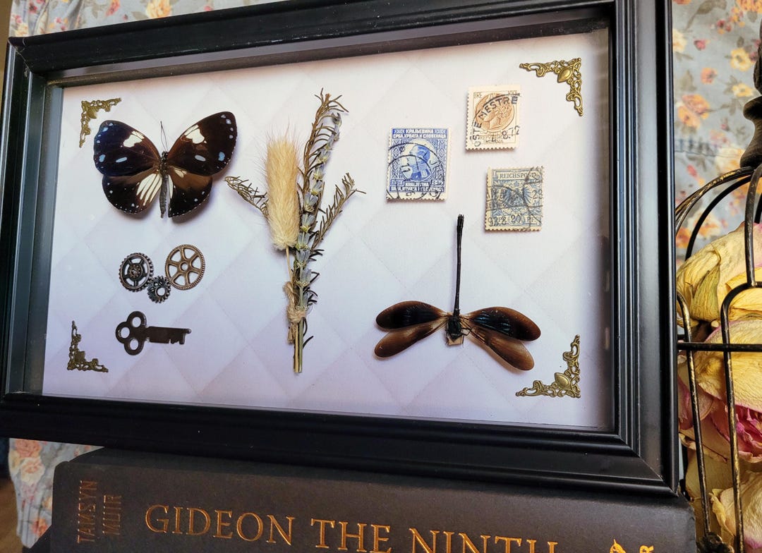 Trinket Shadow Box With Real Insect Specimens and Antiques - Etsy