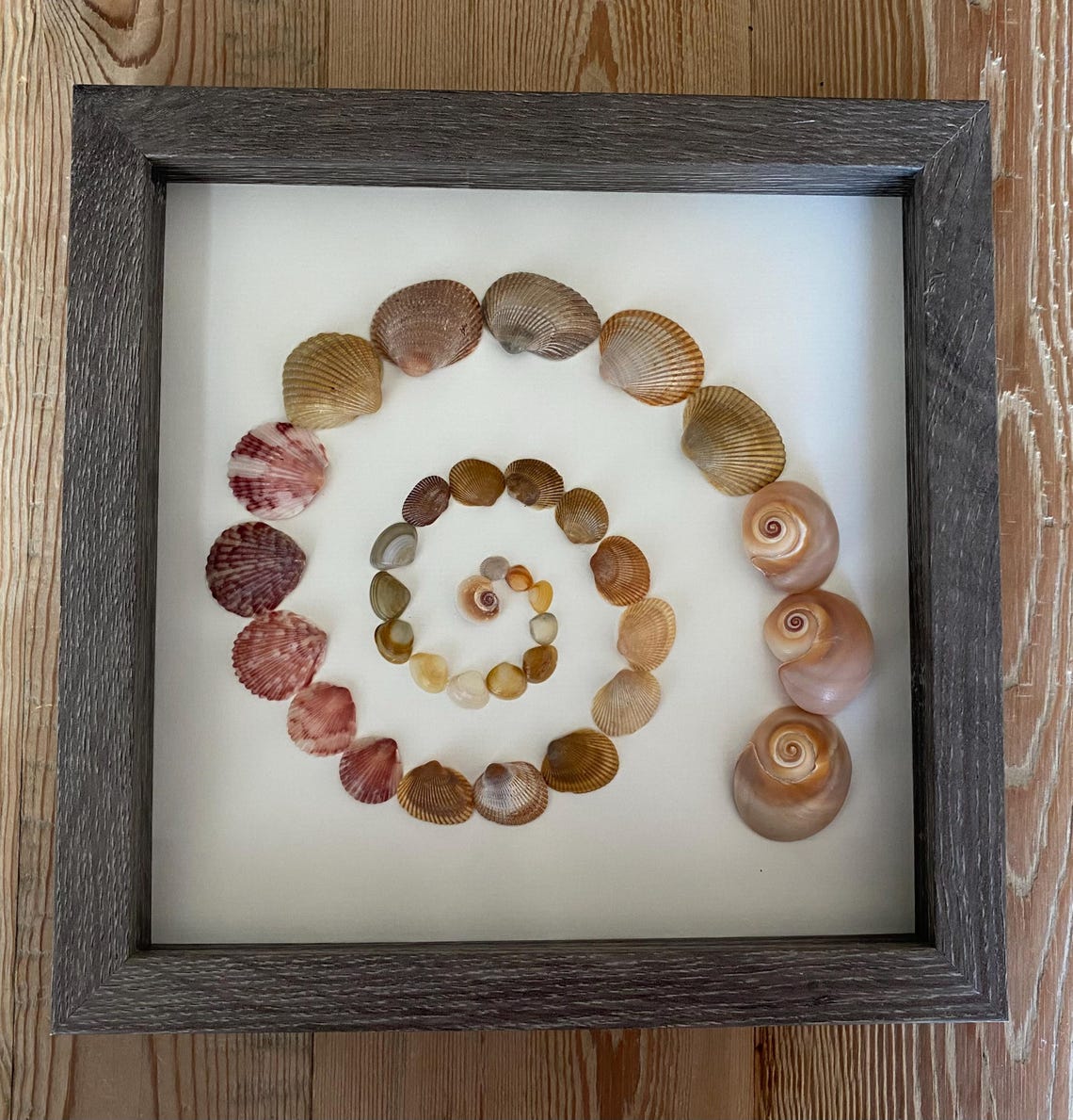 Seashell Wall Art in a Shadow Box. Framed Shell and Shark Teeth Art ...