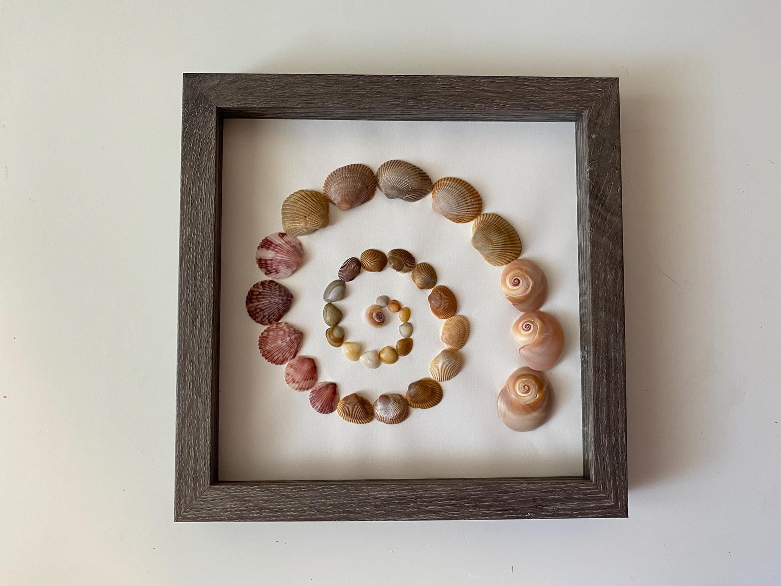 Seashell Wall Art in a Shadow Box. Framed Shell and Shark Teeth Art ...