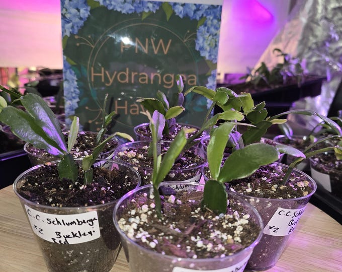 True Holiday Christmas Cactus Red or Possibly White. 2 Plants 1 Pot - Etsy