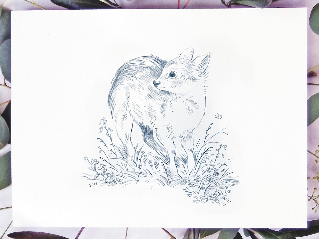 Pudu Deer Fawn Drawing | Original, Signed | Blue Pencil - Etsy