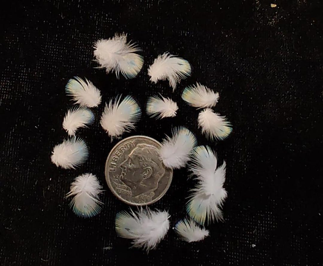 15 Spot Parakeet Feathers - Etsy