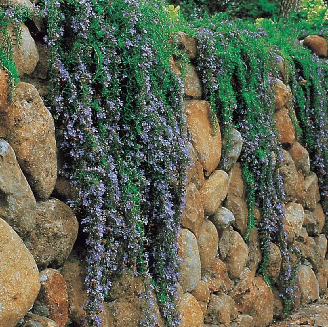 Blue Cascade Trailing Rosemary - Starter Plugs or 4” Pots | Cascading ...