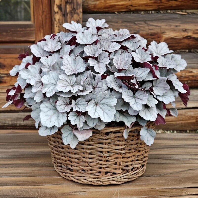 Heuchera - Etsy