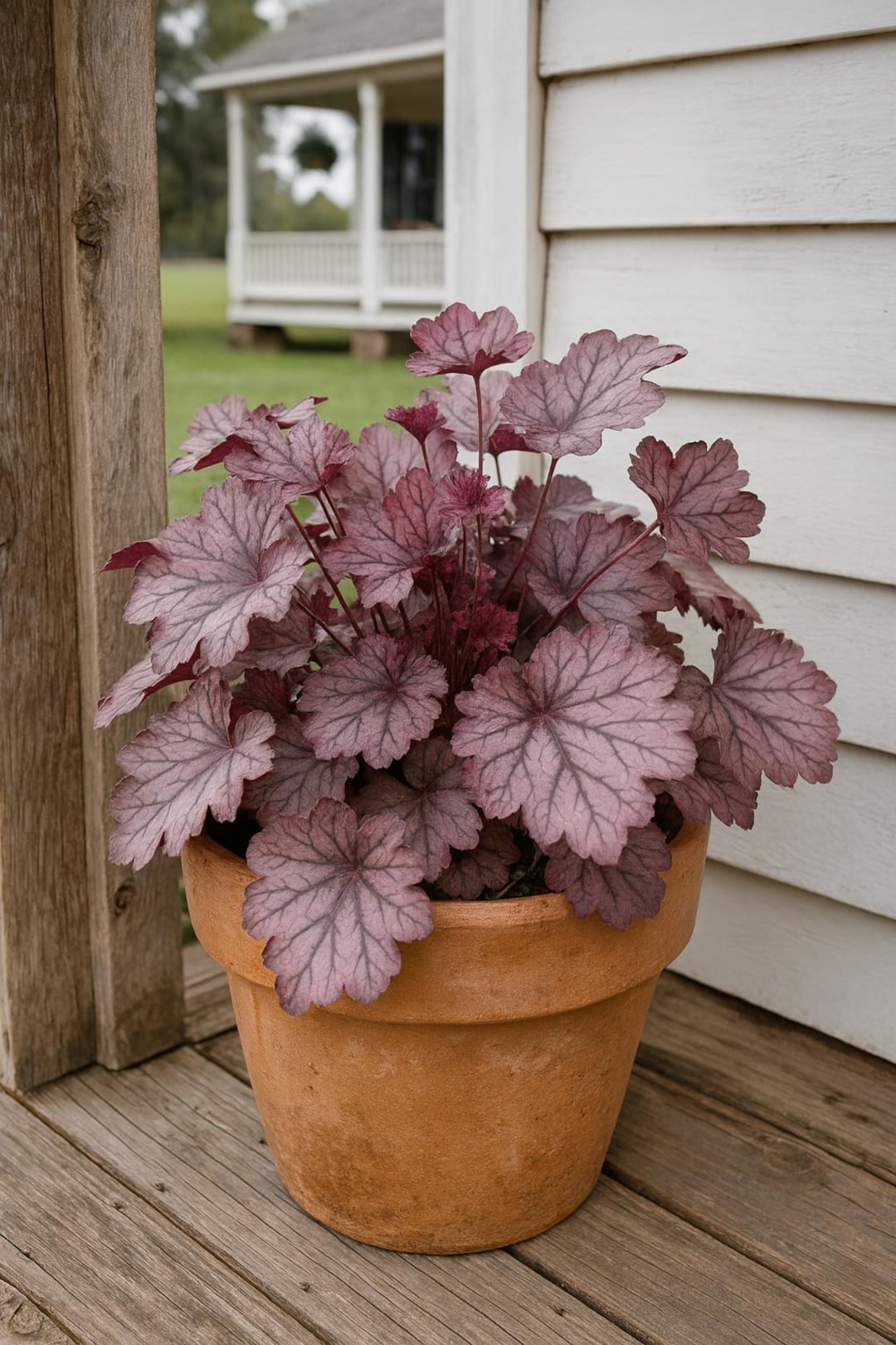 Heuchera Carnival Rose Granita Starter Plant, Coral Bells, Perennial ...