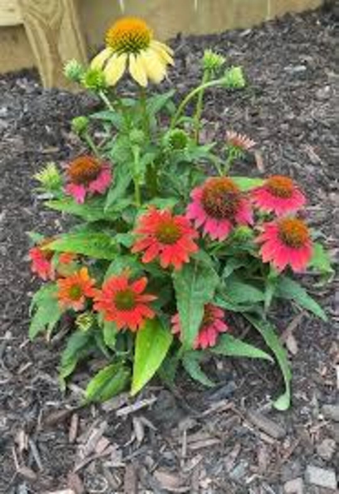 Echinacea Cheyenne Spirit Starter Plant Plugs Perennial Flower ...