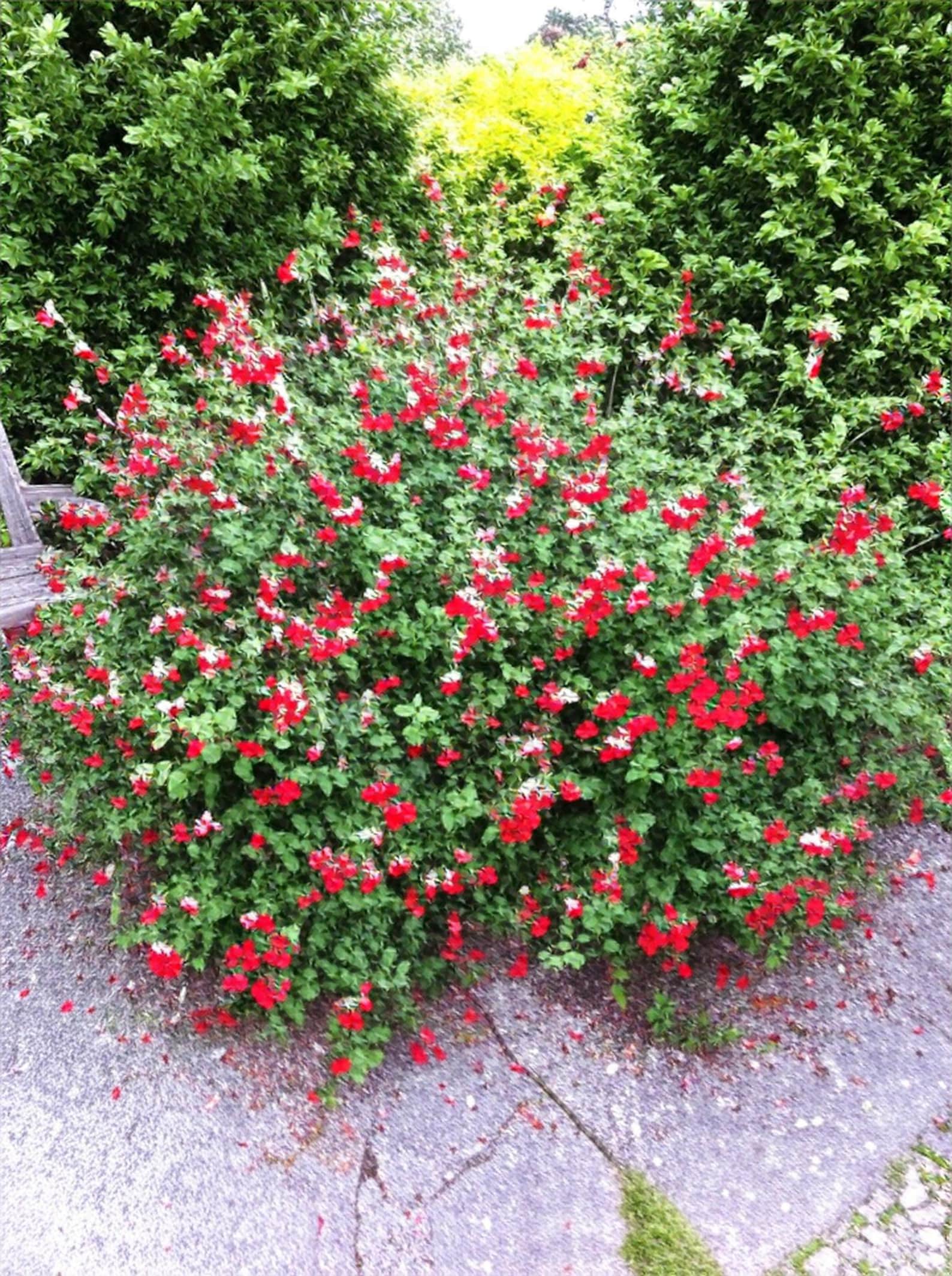Salvia Hot Lips Perennial -grown in a 4” Growers Pot, Vibrant Red ...