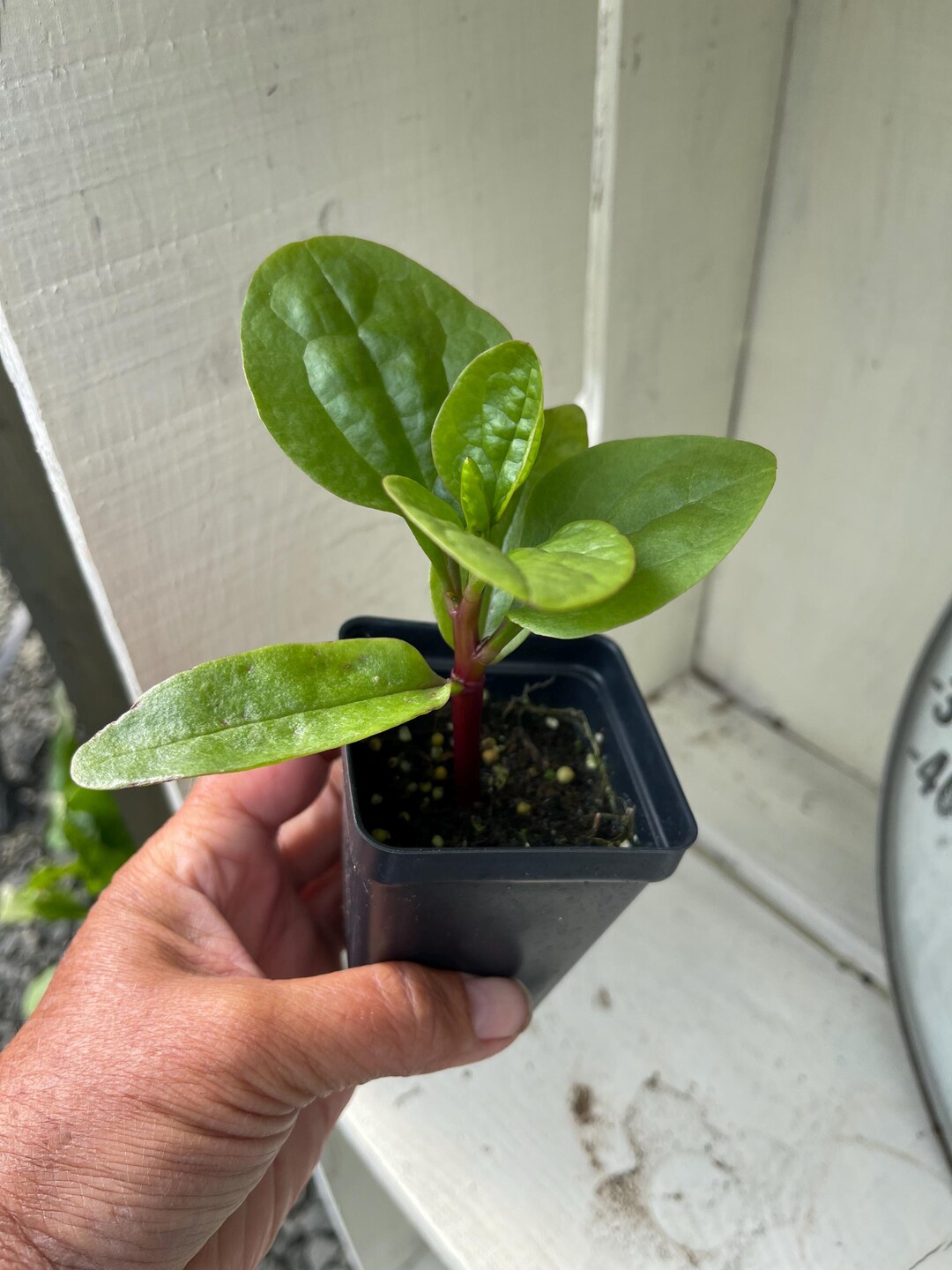 Malabar Spinach Live Plant - Grown in 4” Pot, Basella Alba, Edible ...