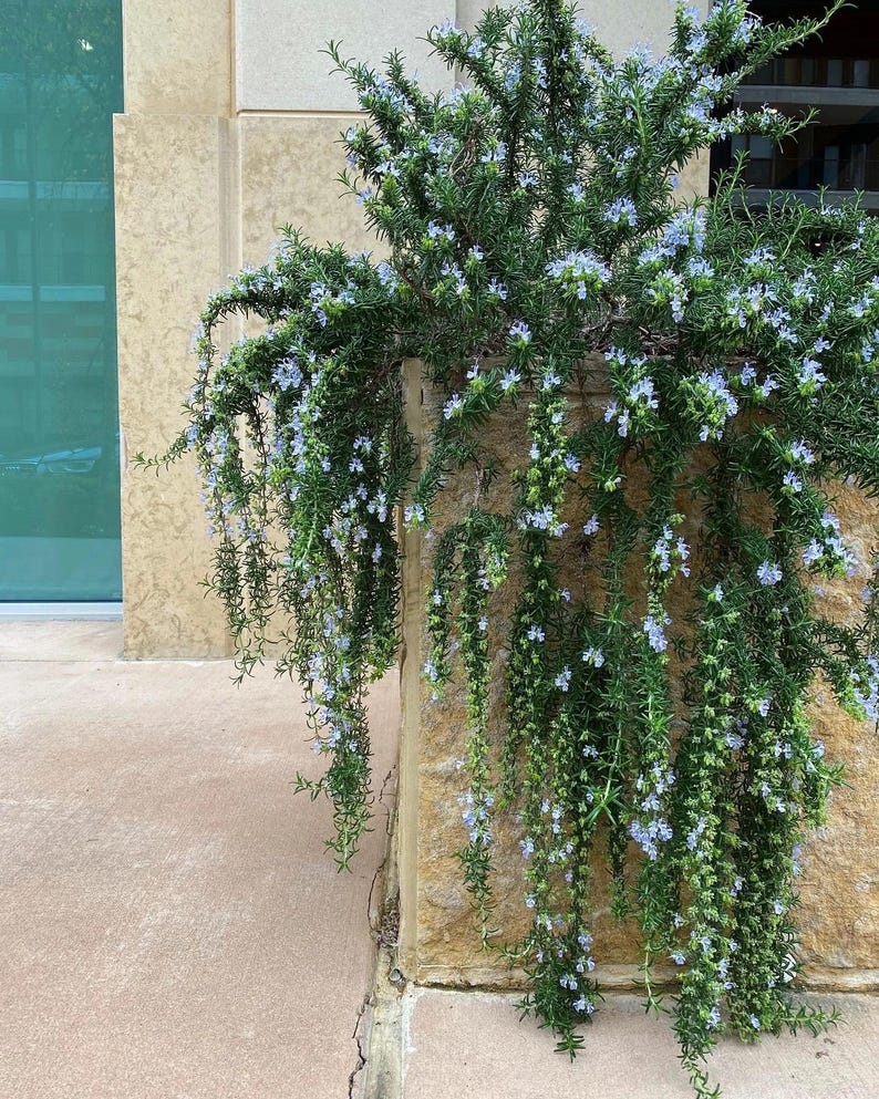 Blue Cascade Trailing Rosemary - Starter Plugs or 4” Pots | Cascading ...