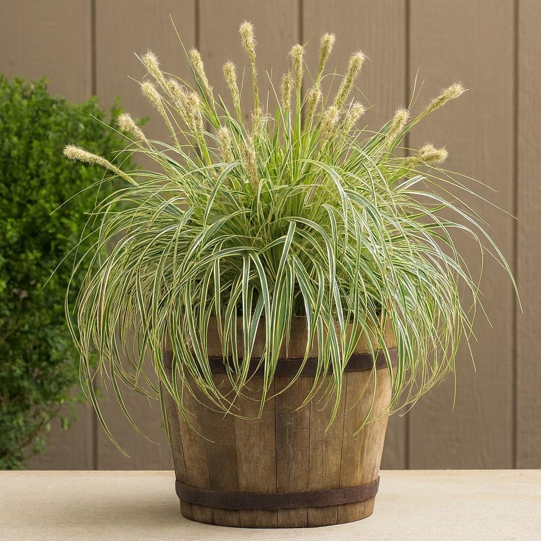 Carex Feather Falls Variegated Sedge - Grown in 4” Pot, Evergreen ...