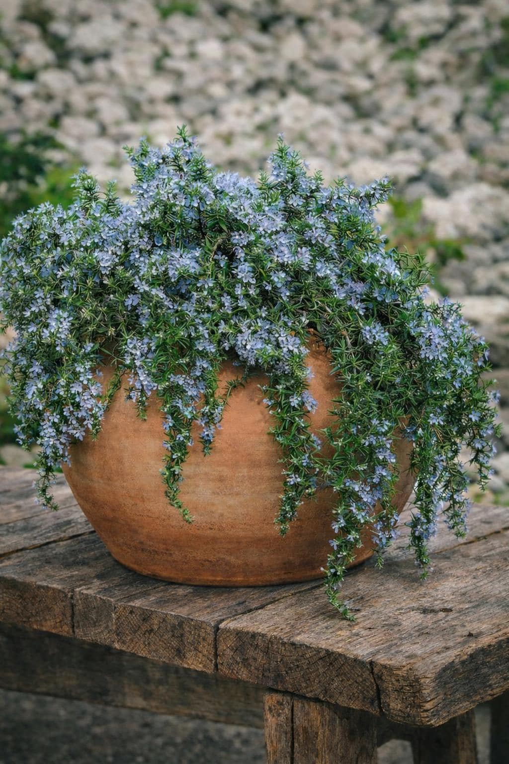 Blue Cascade Trailing Rosemary - Starter Plugs or 4” Pots | Cascading ...