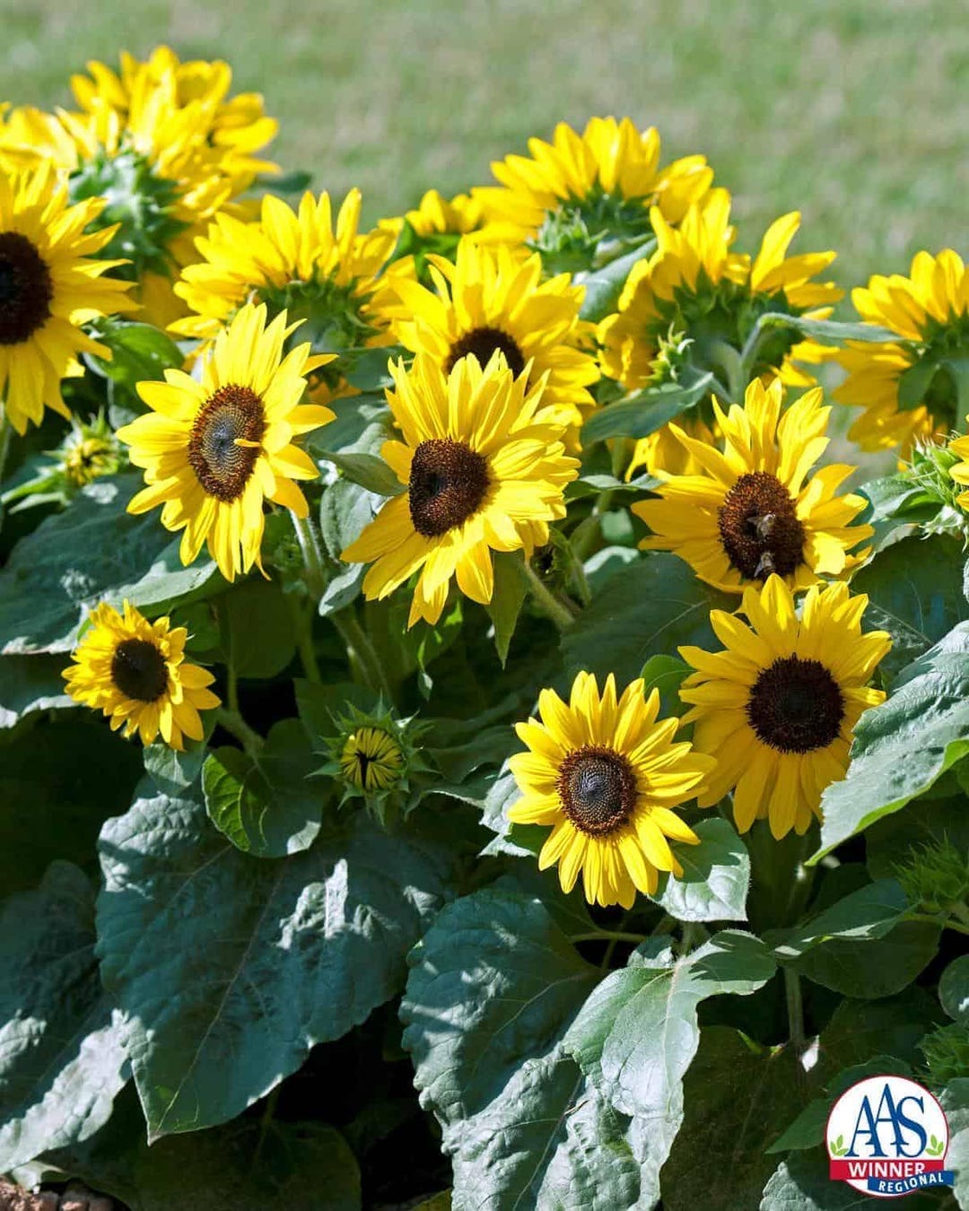 Helianthus Suntastic Yellow With Black Center Dwarf Sunflower - Live ...