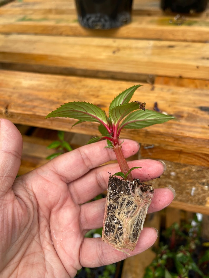 Impatiens Compact Tropical Rose Plug - Vibrant Pink Live Plant Starter ...
