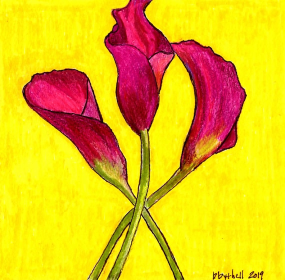 Three Calla Lilies original drawing in pencil and marker on | Etsy