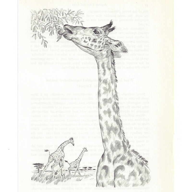 Giraffe Stamp - Etsy
