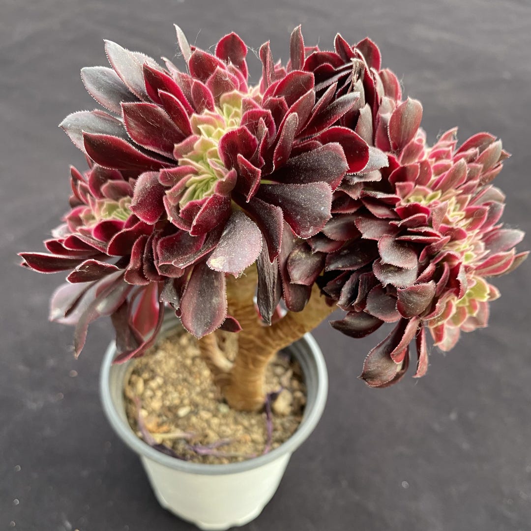 6'' Crested Aeonium Medusa, Rare Colorful Succulent, Variegated Aeonium ...