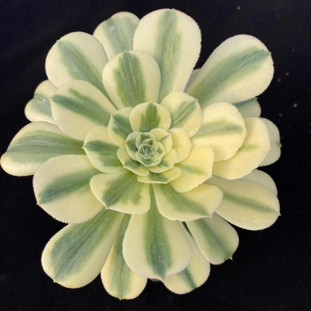4'' Aeonium 'maybach', Rare Colorful Succulent, Indoor Gift, Variegated ...
